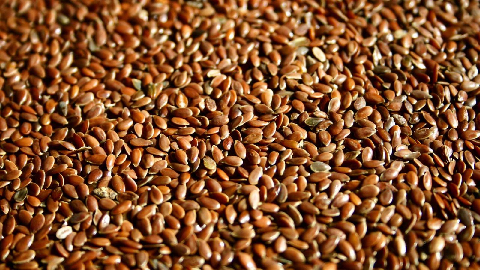 Muffin aux graines de lin | Équiterre